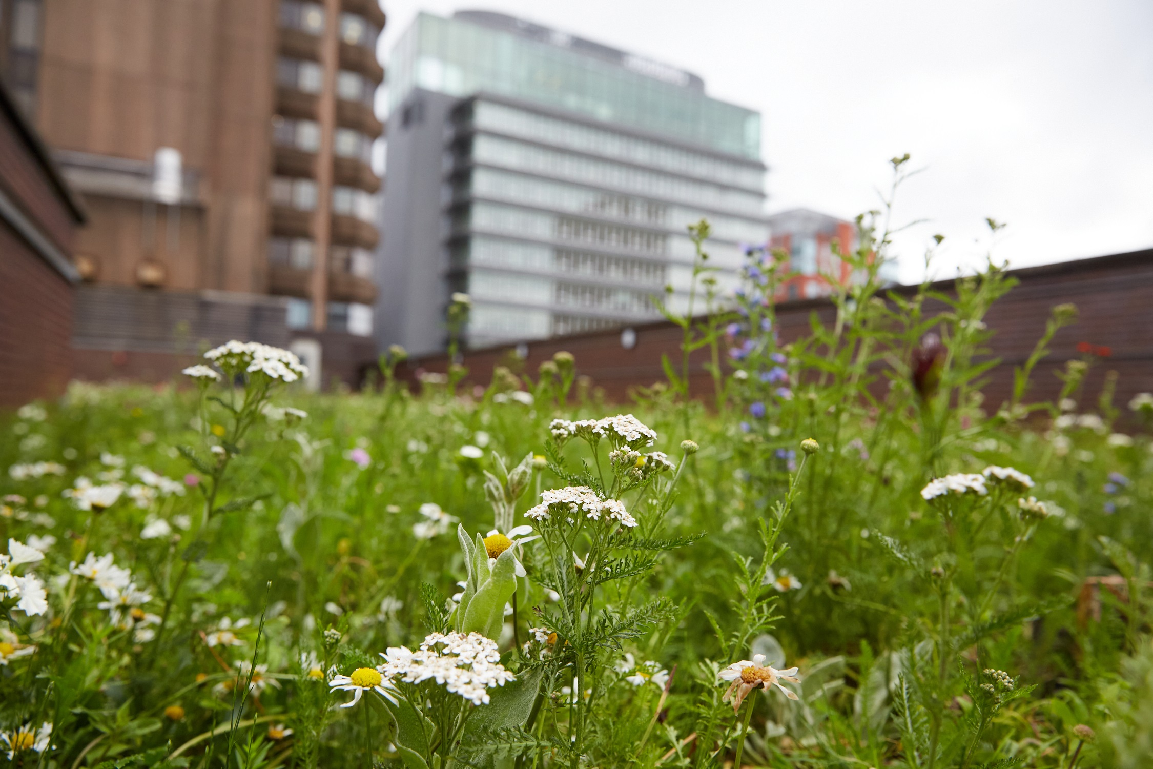 Smart Blue-Green Roof | UKGBC
