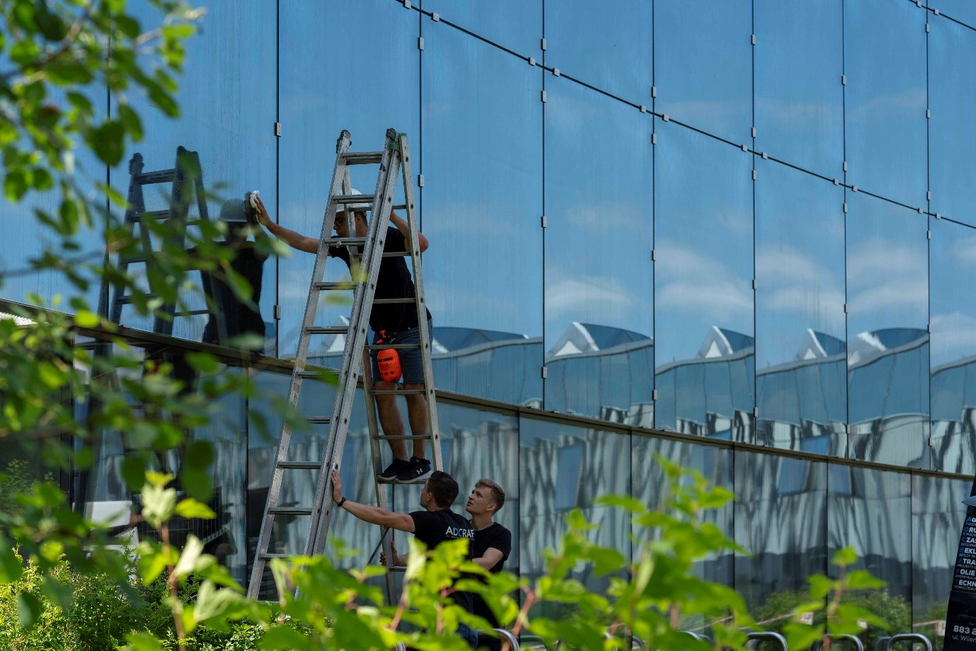 Window film for reducing bird collisions | UKGBC